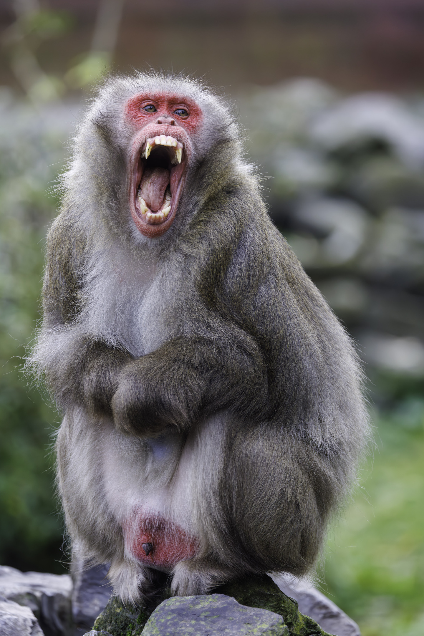 De Japanse makaak | Pairi Daiza